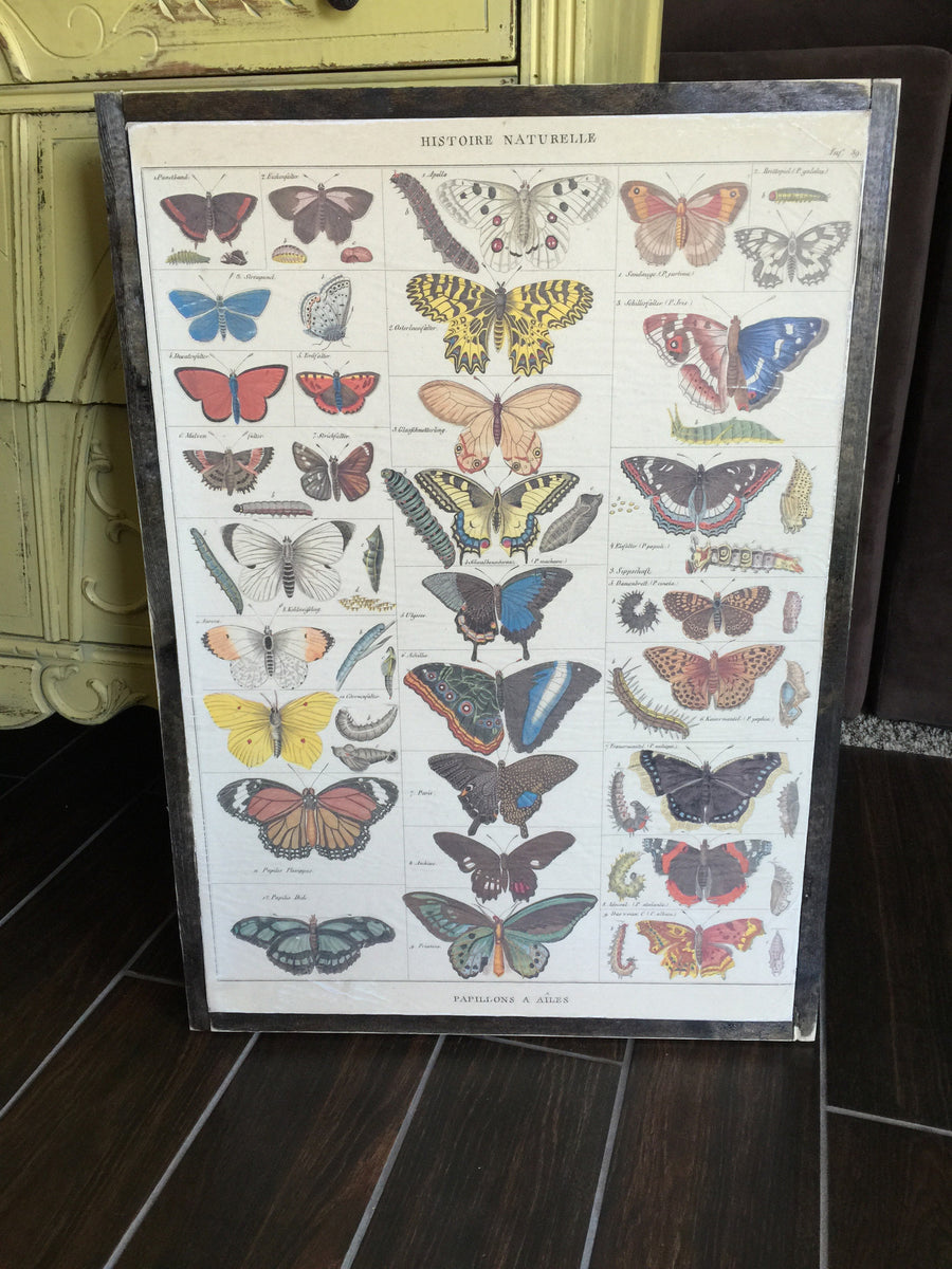 Butterflies Paper Sign – JaxnBlvd